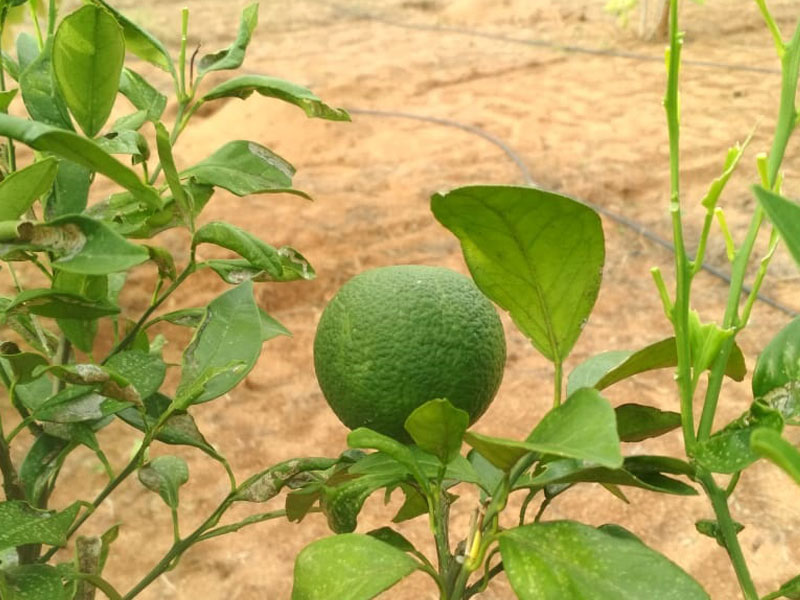 MGR Properties & Constructions