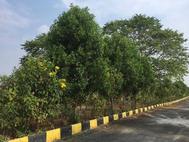 MGR Properties & Constructions