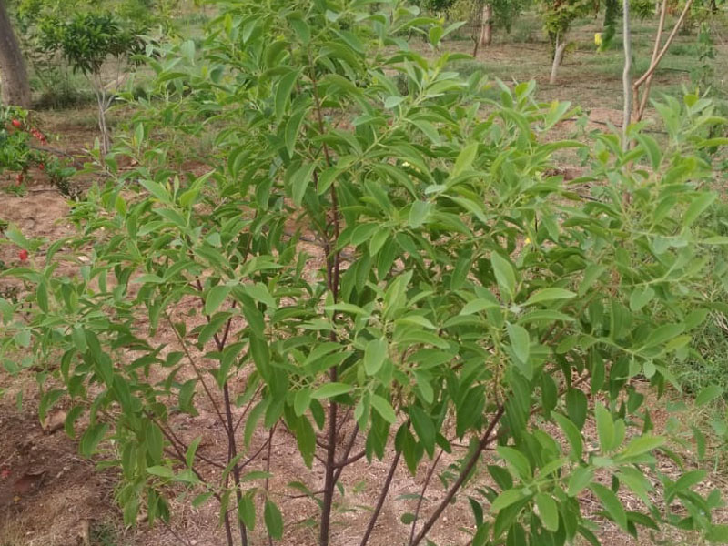 MGR Properties & Constructions