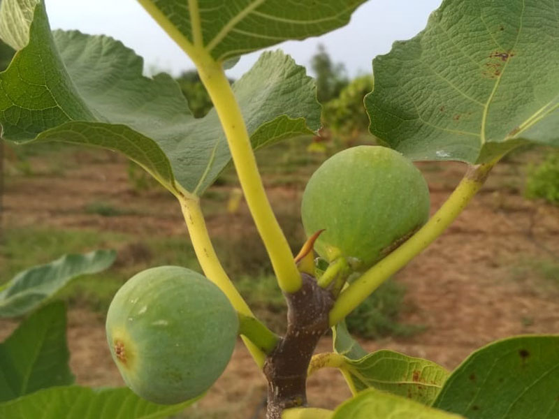 MGR Properties & Constructions