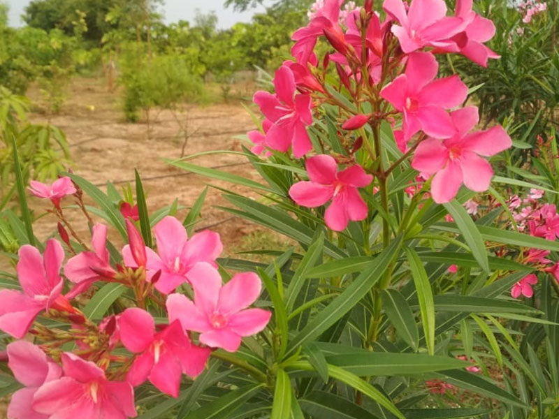 MGR Properties & Constructions