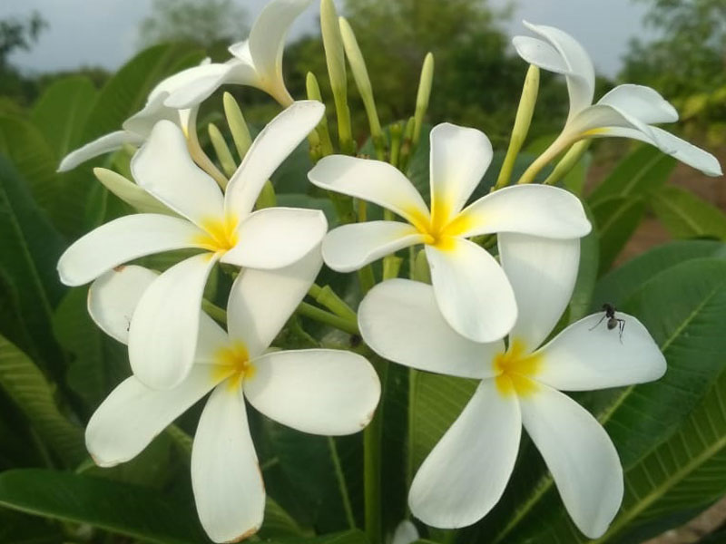 MGR Properties & Constructions